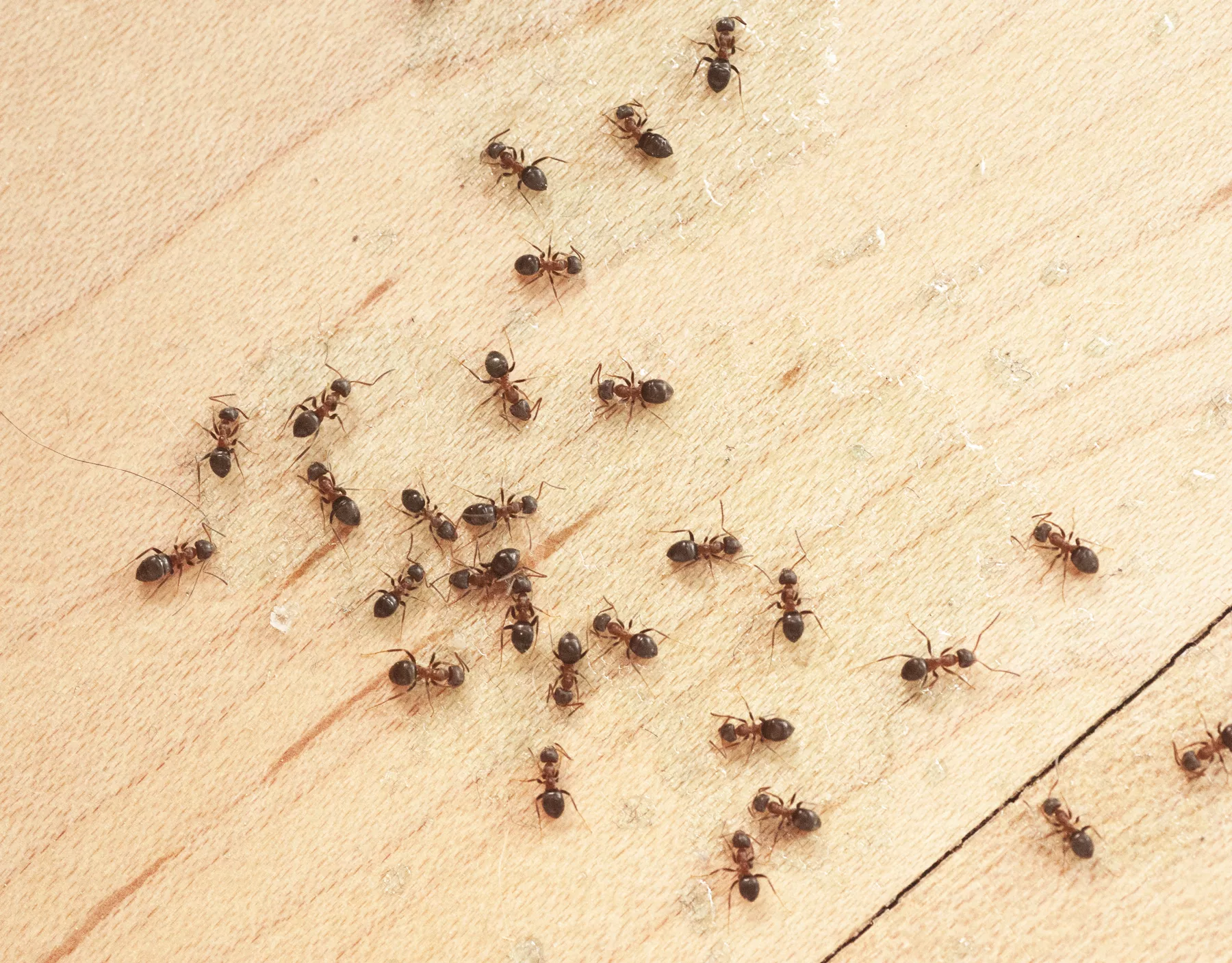9 Common Types of Ants in FL | Ant Identification Pictures