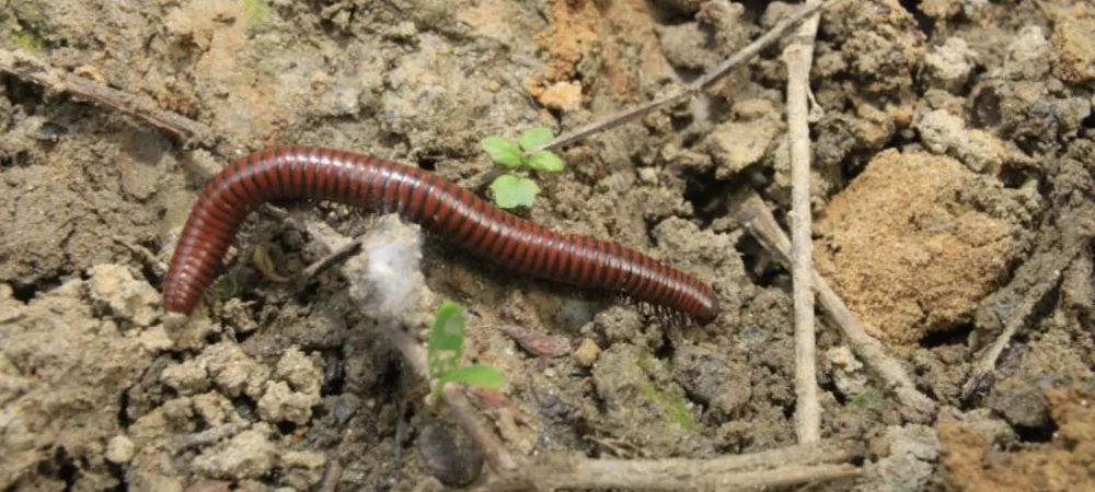 How to Deal With Millipedes | Deans Services