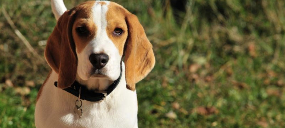 What Are Termite-Detecting Dogs | Deans Services