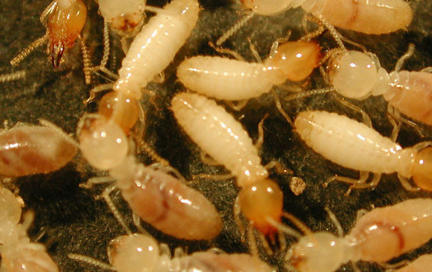 Liquid Treatment vs Baiting Systems—Which Is Better?